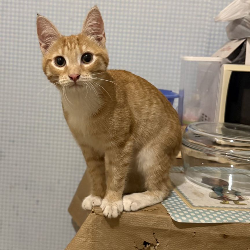 Мейн-кун котёнок