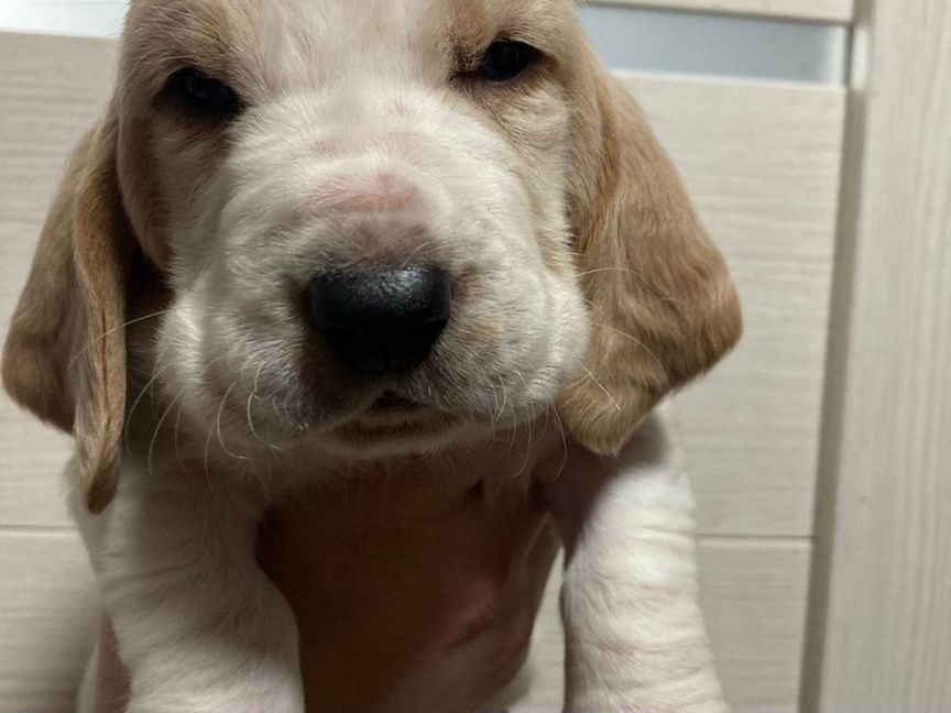 Бассет хаунд щенок