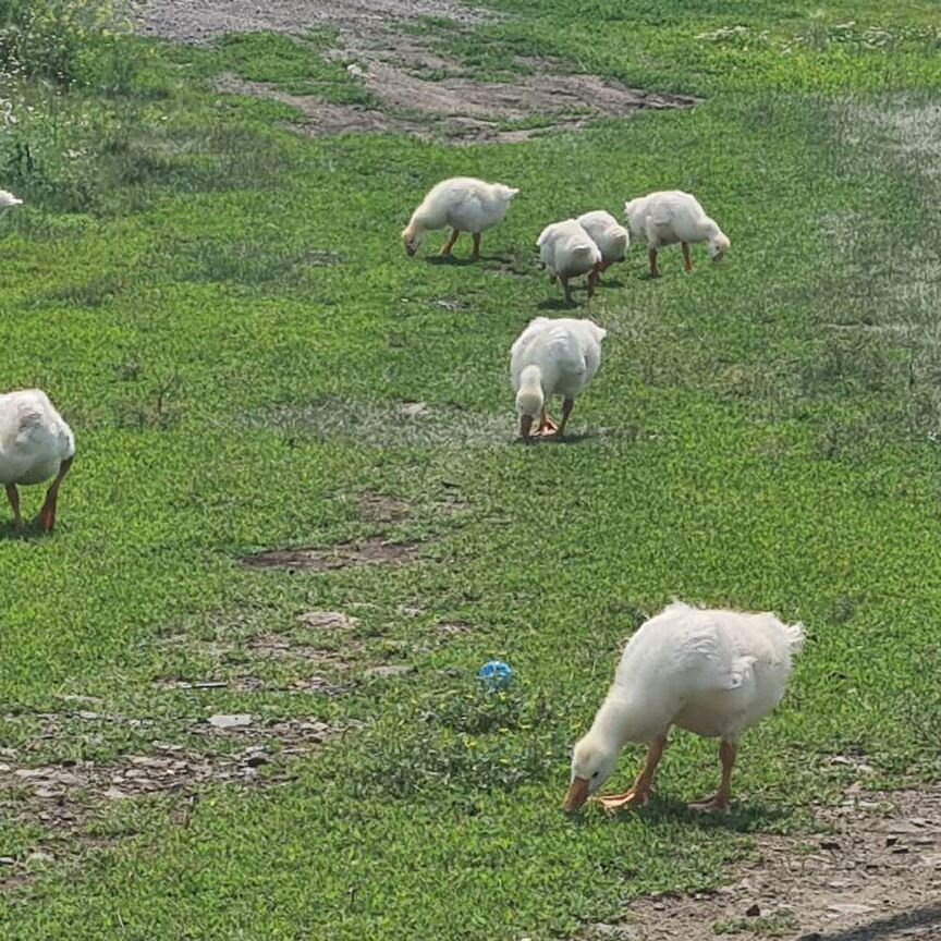 Гусята породы линда