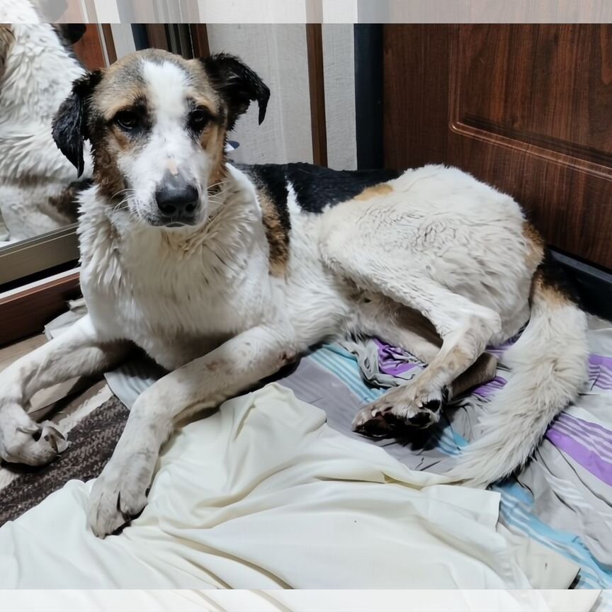 Взрослая собака в добрые руки