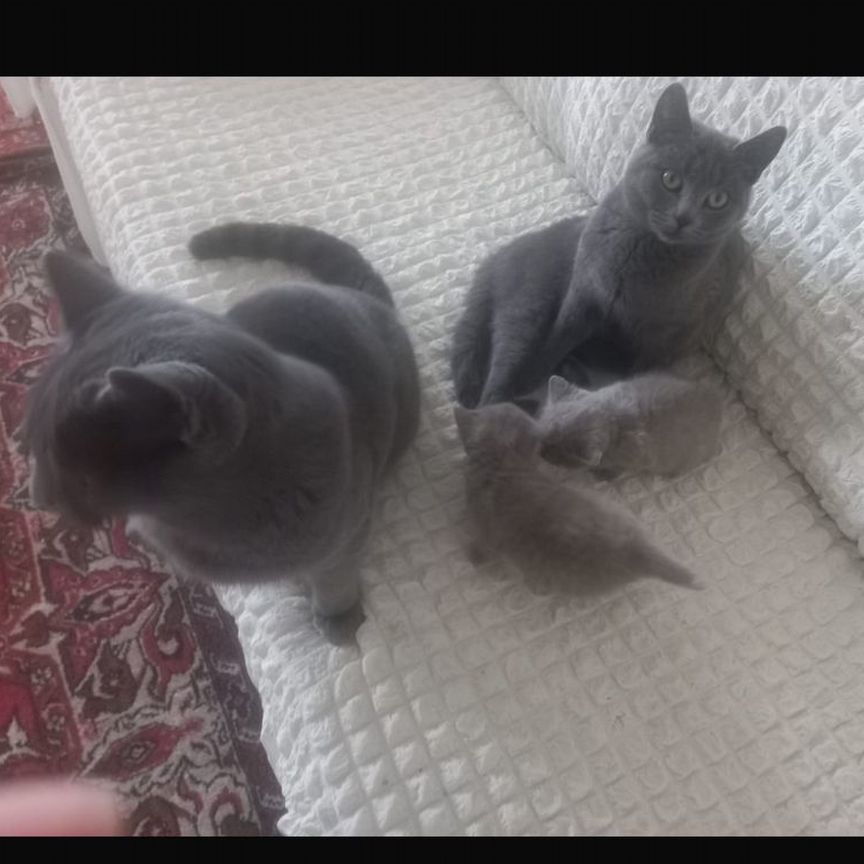 Шотландский вислоухий длинношёрстный котёнок