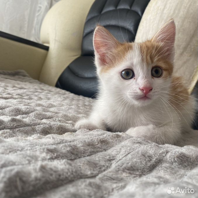 Отдадим бесплатно котика