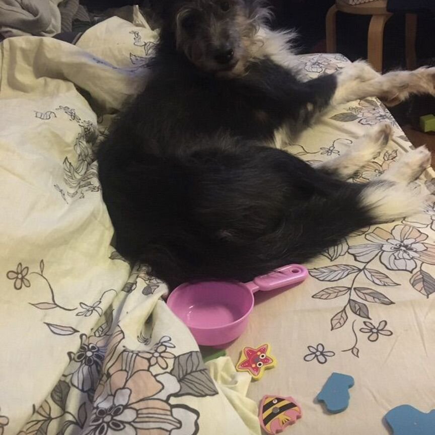 Собака на охрану