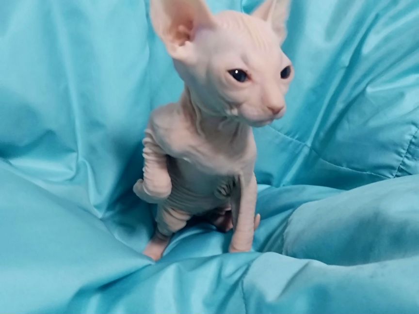 Котята сфинкс