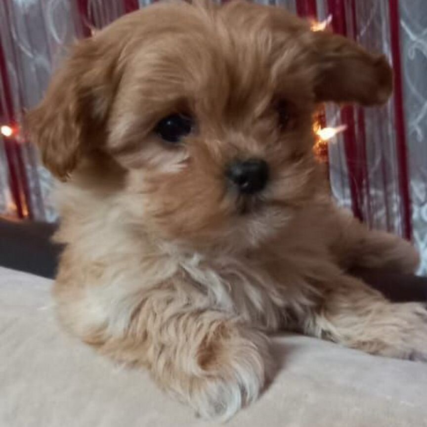 Щенки мальтипу f1 мини и микро