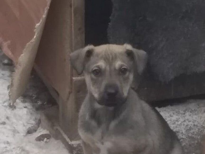 Замерзает щенок на промзоне