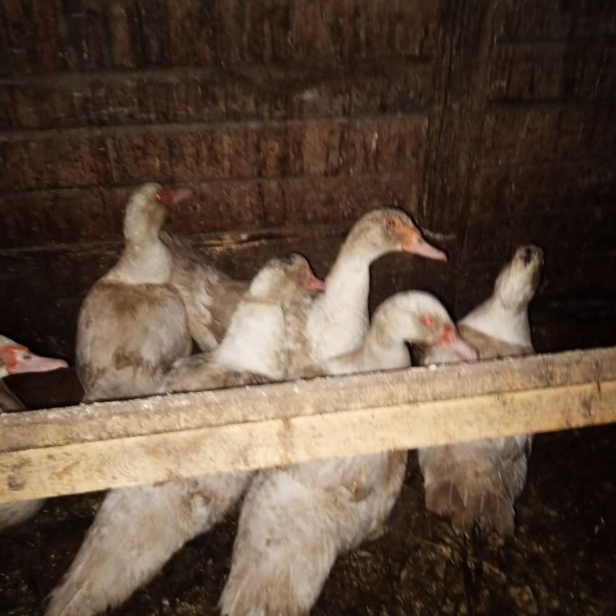 Продаются индоутки белые, все самки 7м-в