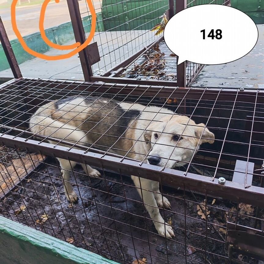 Взрослая собака в добрые руки