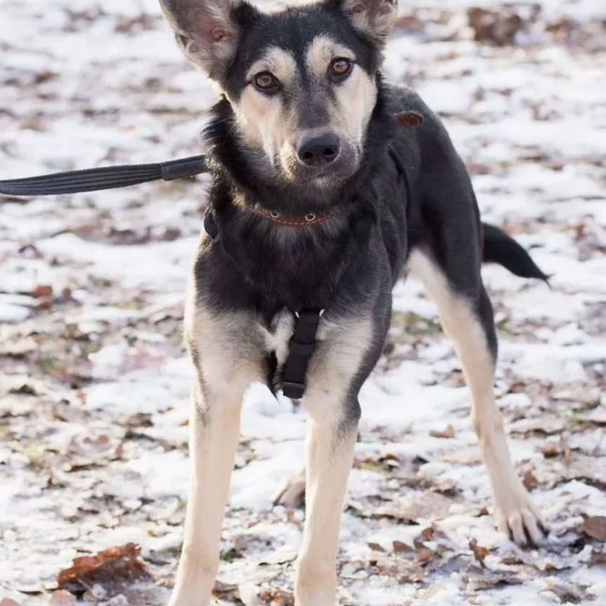 Милая Агата