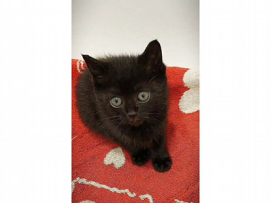 Котенок мальчик 2 месяца