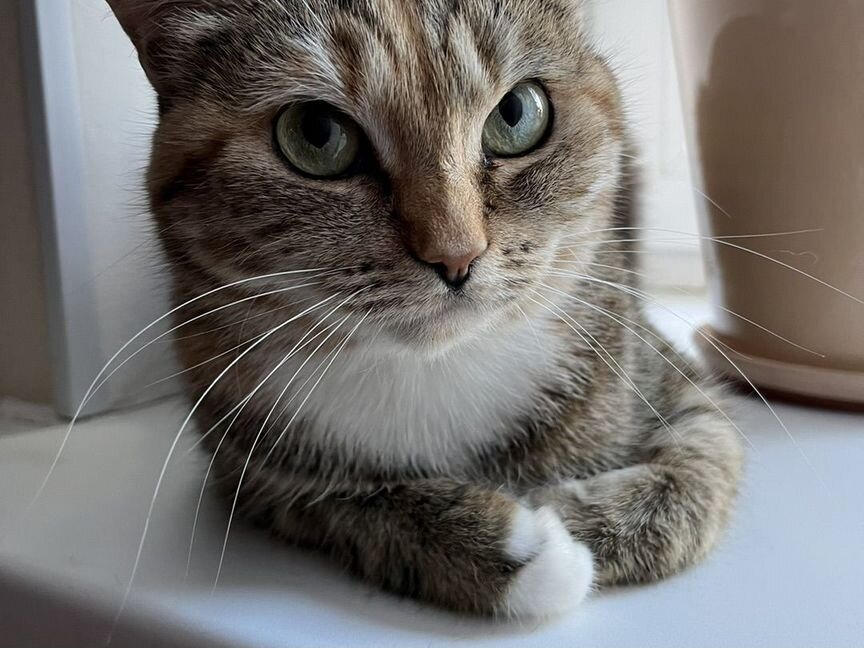 Кошечка в добрые руки