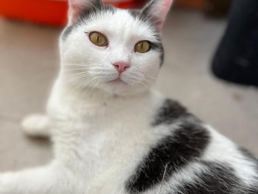 Кошка в добрые руки