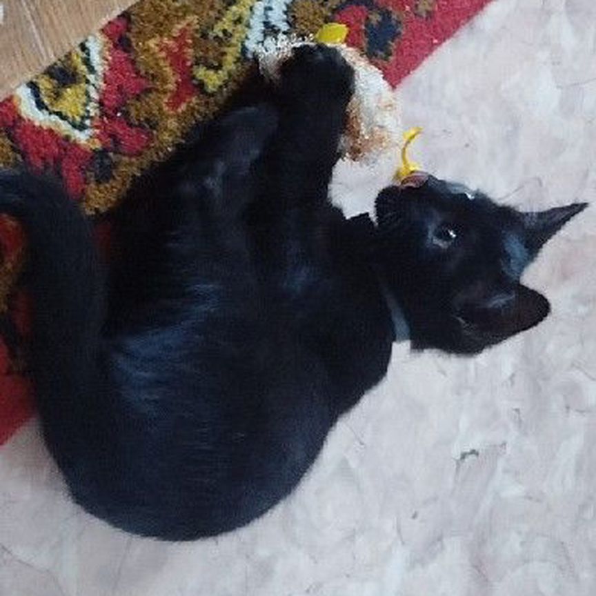 Черный котенок, мальчик, ласковый