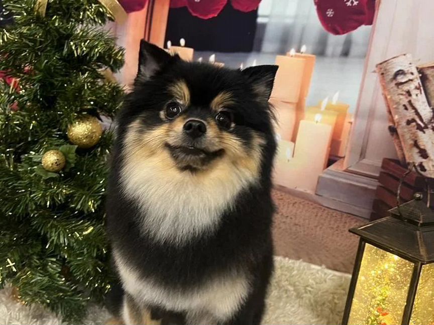 Немецкий шпиц вязка