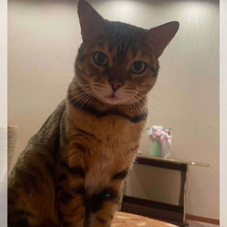 Бенгальская, взрослая кошка