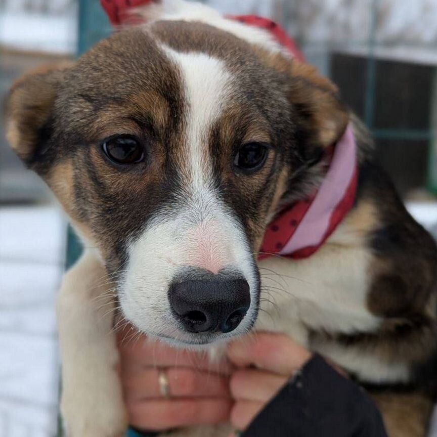 Щенок в добрые руки