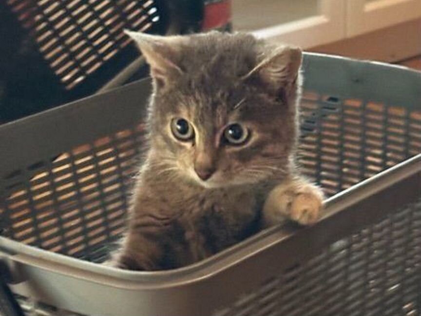 Котенок девочка в добрые руки
