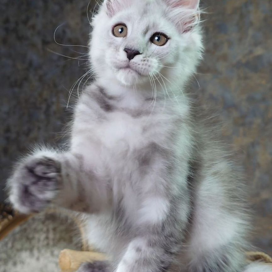 Мейн-кун котёнок