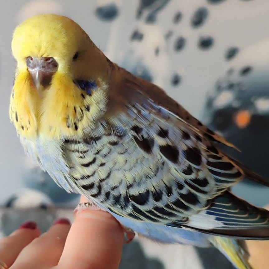 Ввп чех птенец