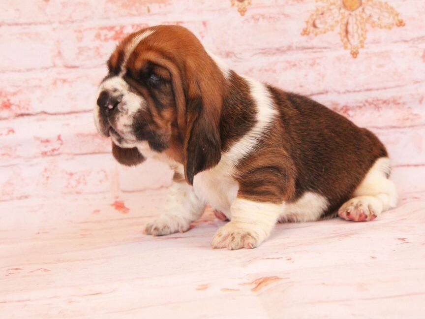 Бассет-хаунд мальчик