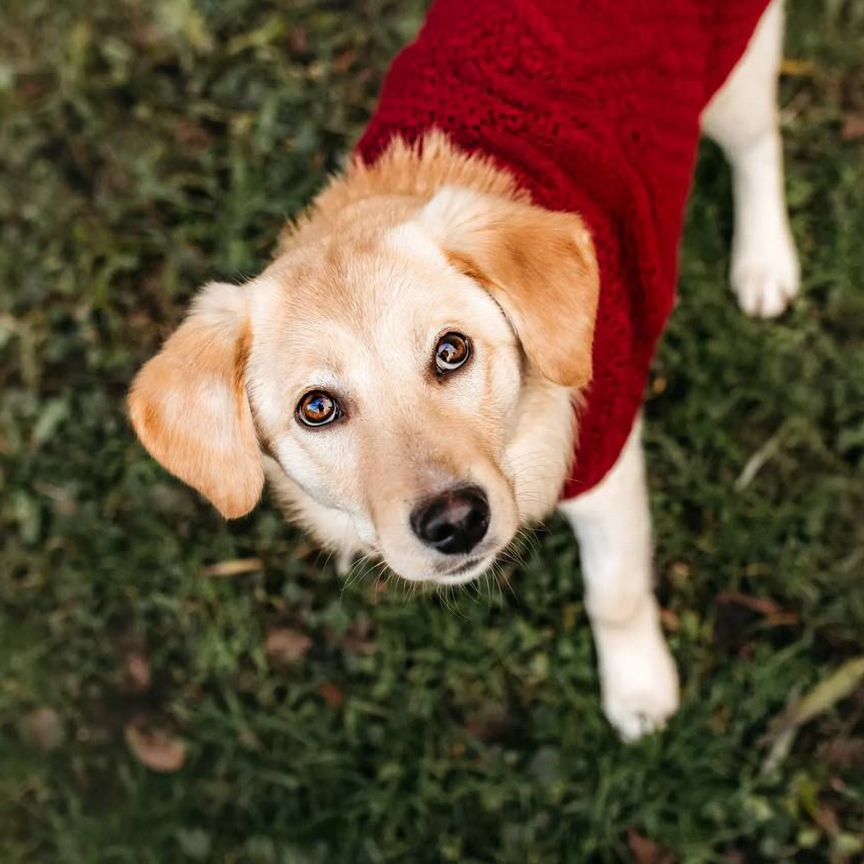 Щенок в добрые руки