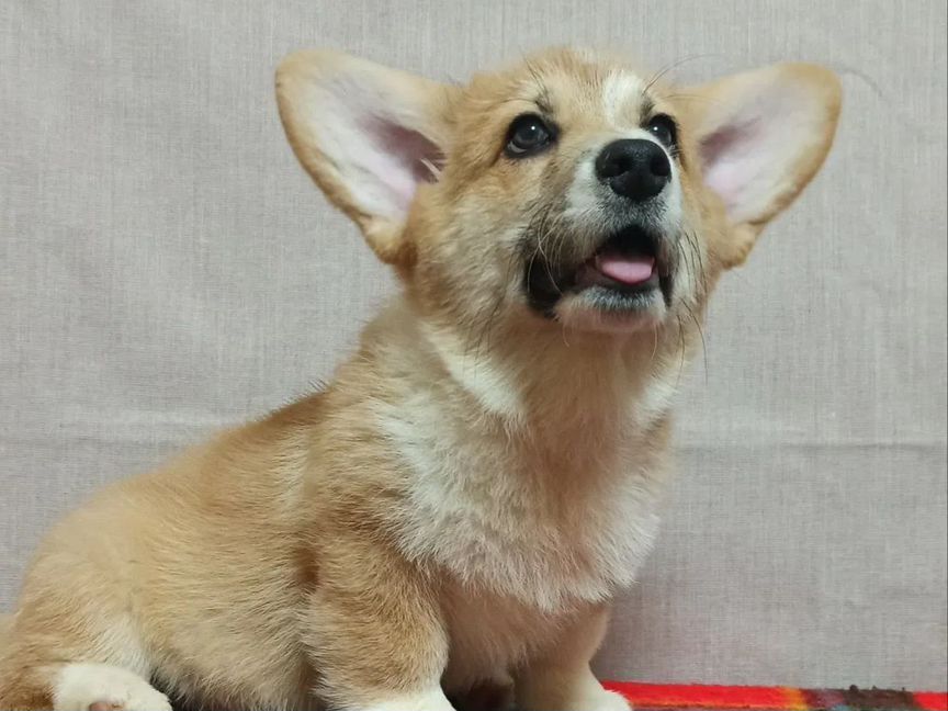 Вельш корги пемброк