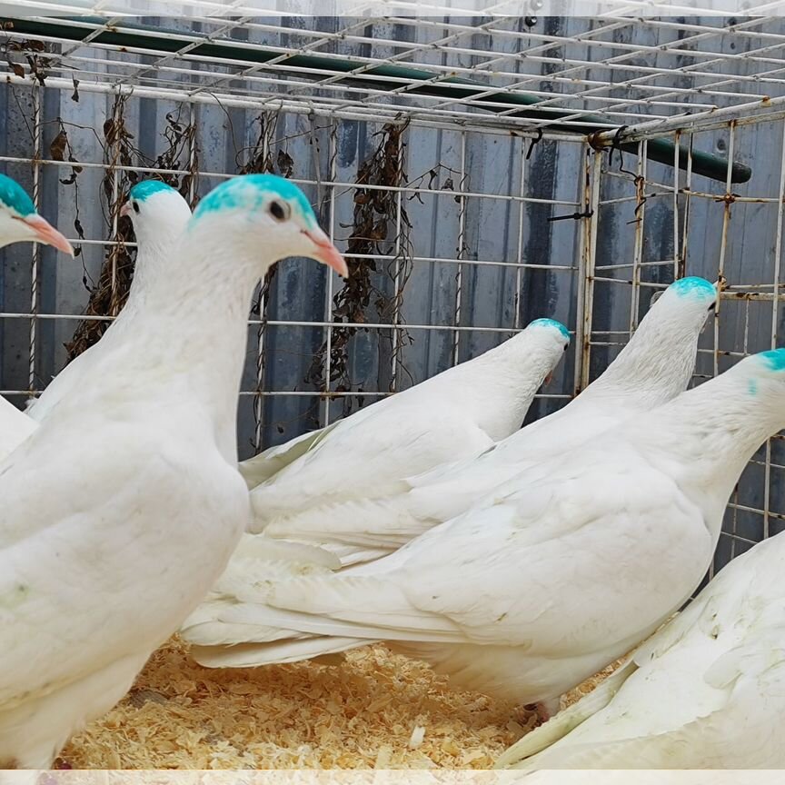 Иранские и Бакинские голуби на продажу