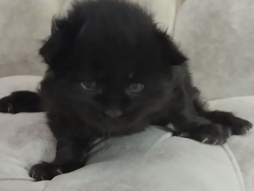 Котята мейн-кун