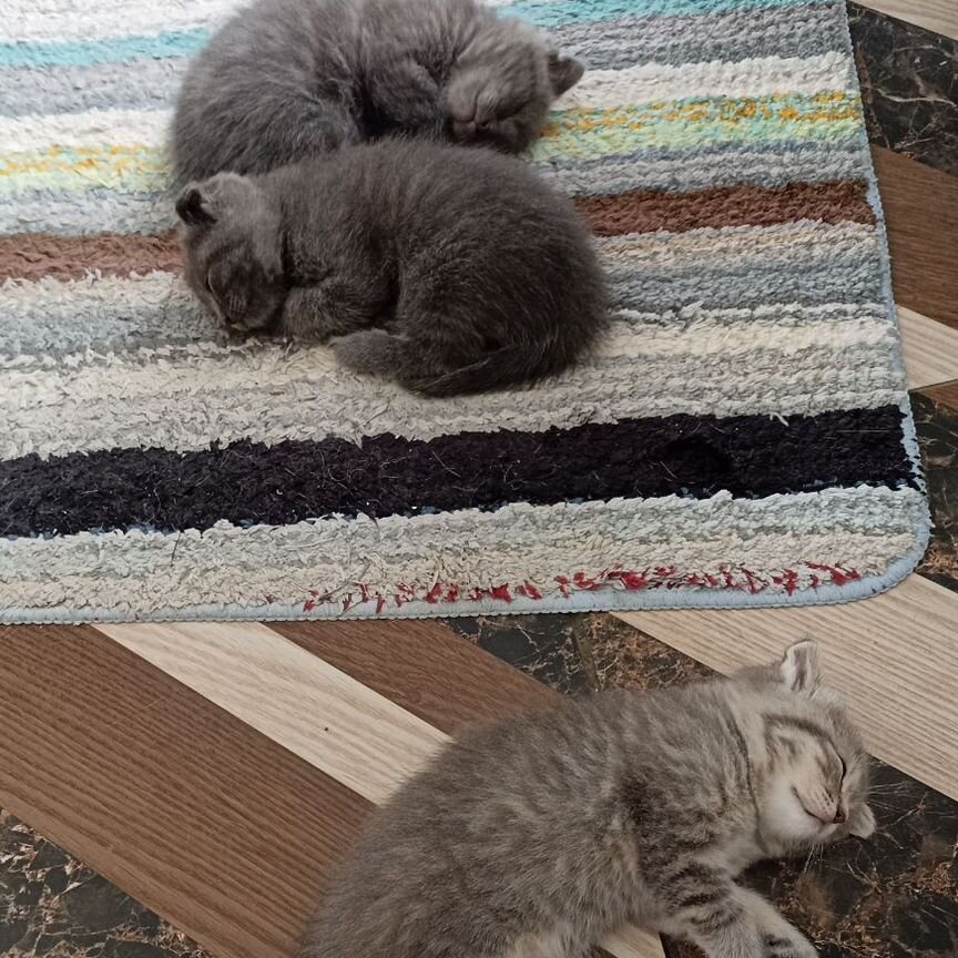 Шотландский вислоухий короткошёрстный котёнок