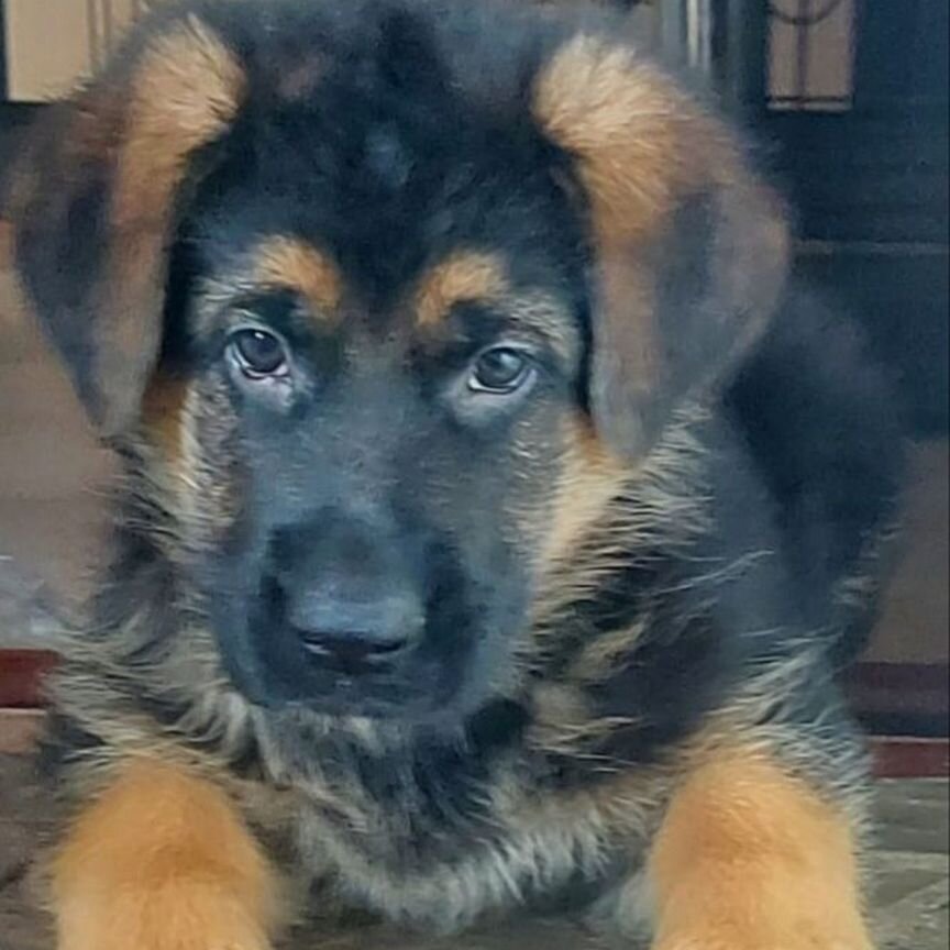 Отборные немцы