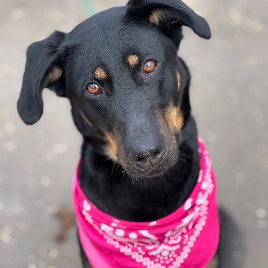 Домашняя собака в приюте