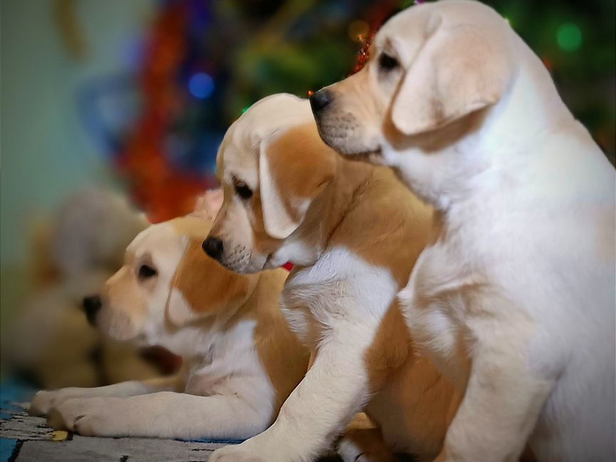 Щенки лабрадора, 2.5 месяца