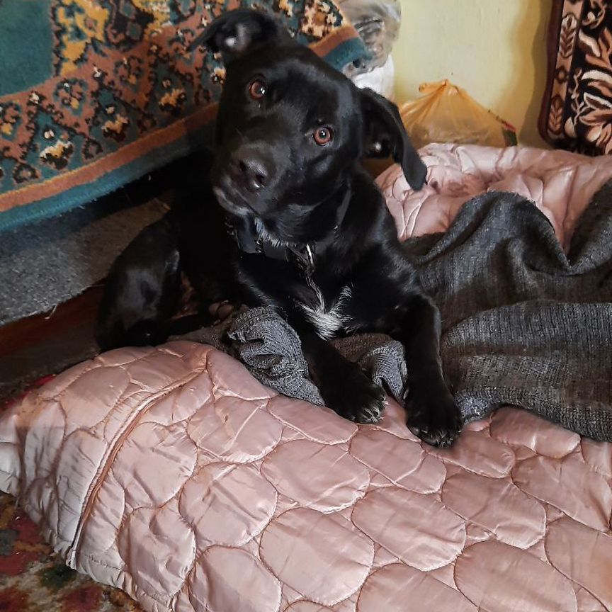 Отдам собаку в добрые руки