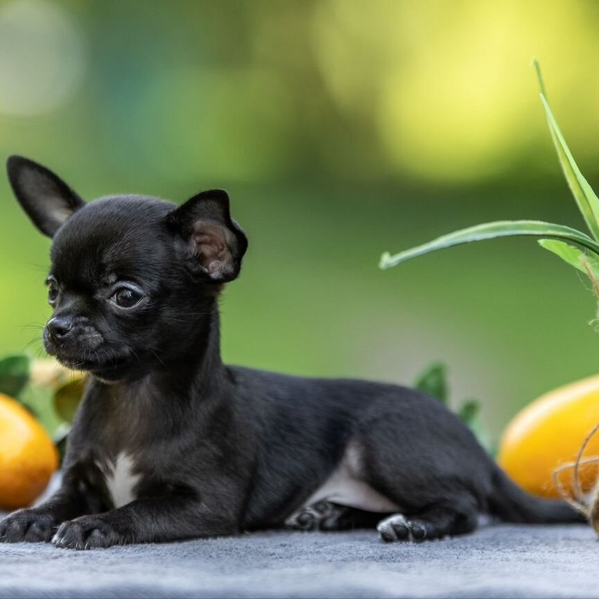 Восхитительная Пантера