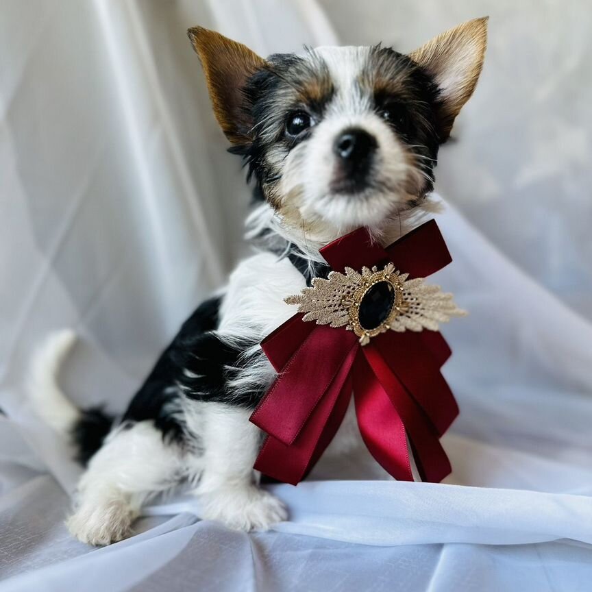 Бивер девочка мини