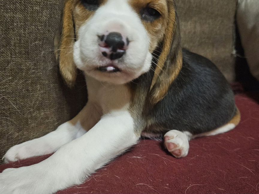 Маленькая девочка ищет дом