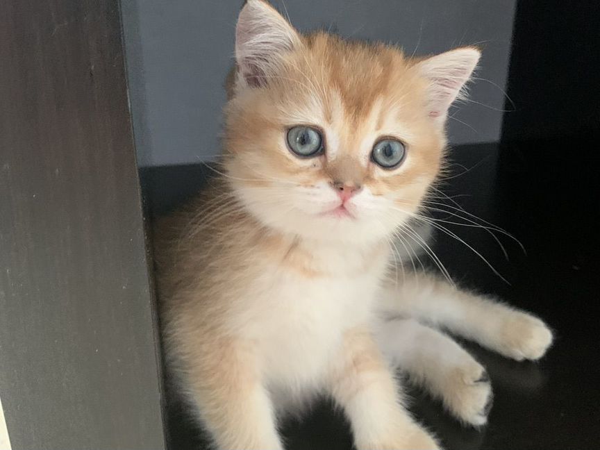 Шотладские котята