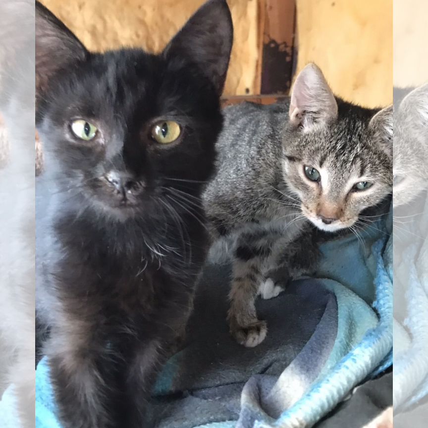 2 котенка подростка ищут дом