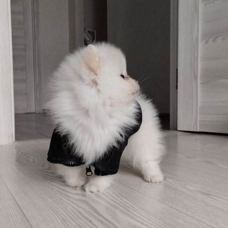 Померанский шпиц мини