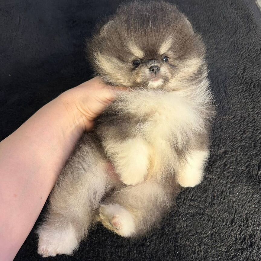 Померанский шпиц, щенок