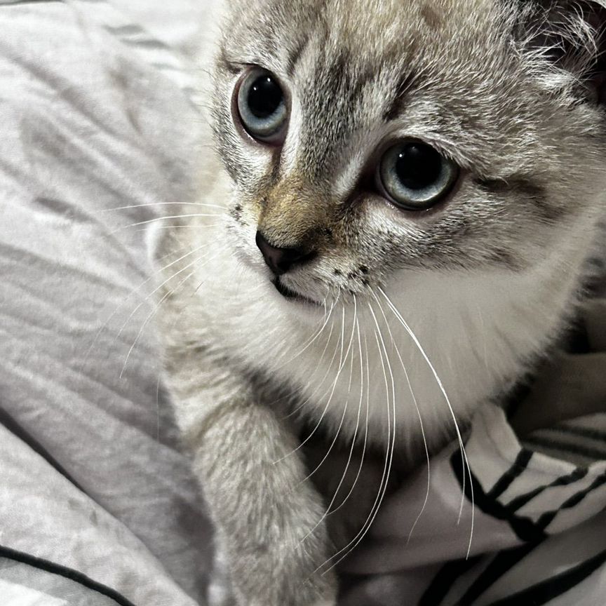 Невский маскарадный котёнок