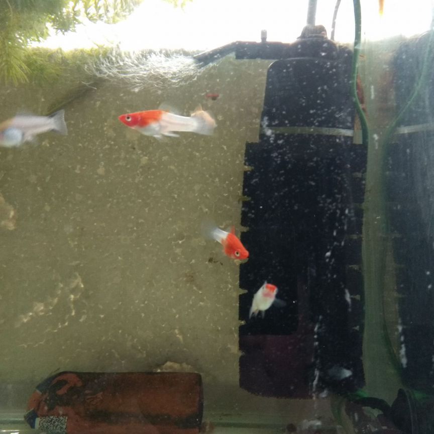 Меченосцы самцы