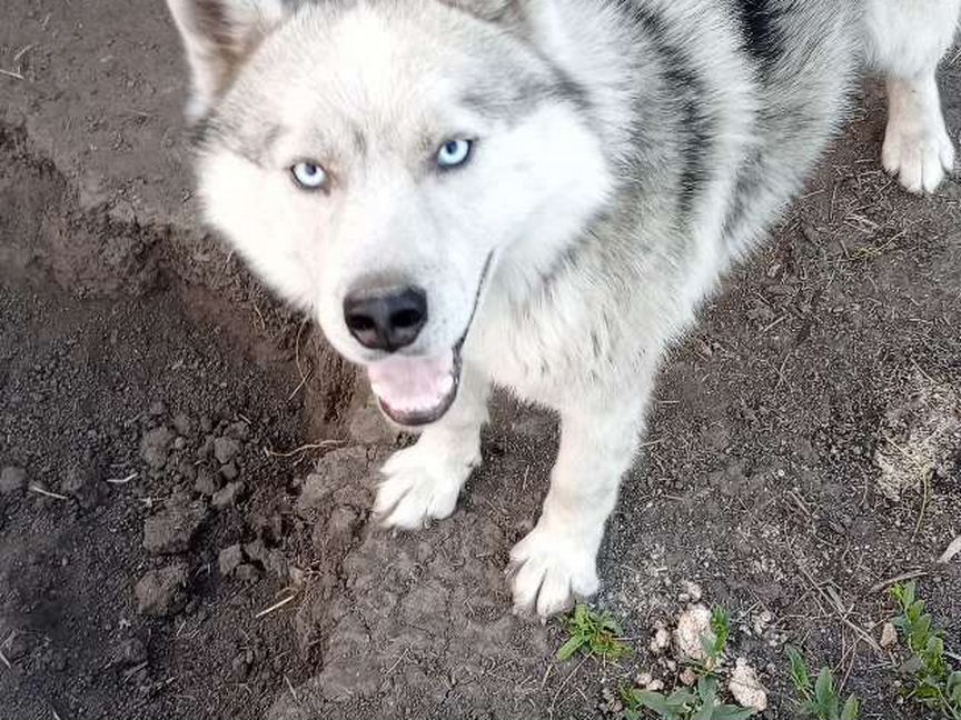 Сибирский хаски