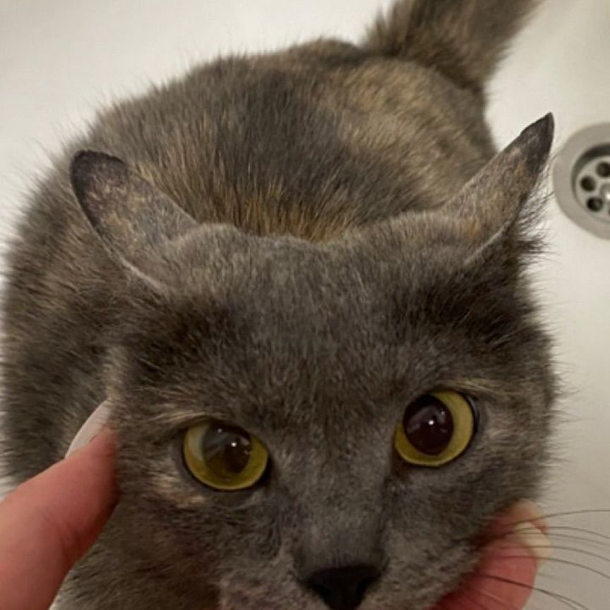 Отдам кошечку в добрые руки