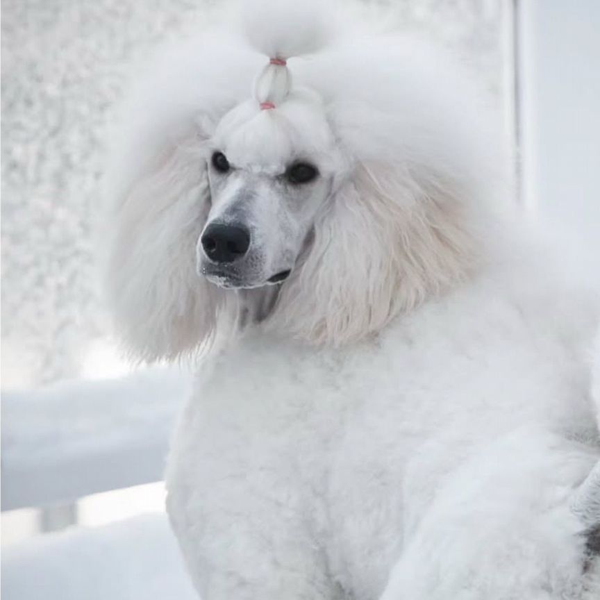 Вязка пудель стандартный королевский