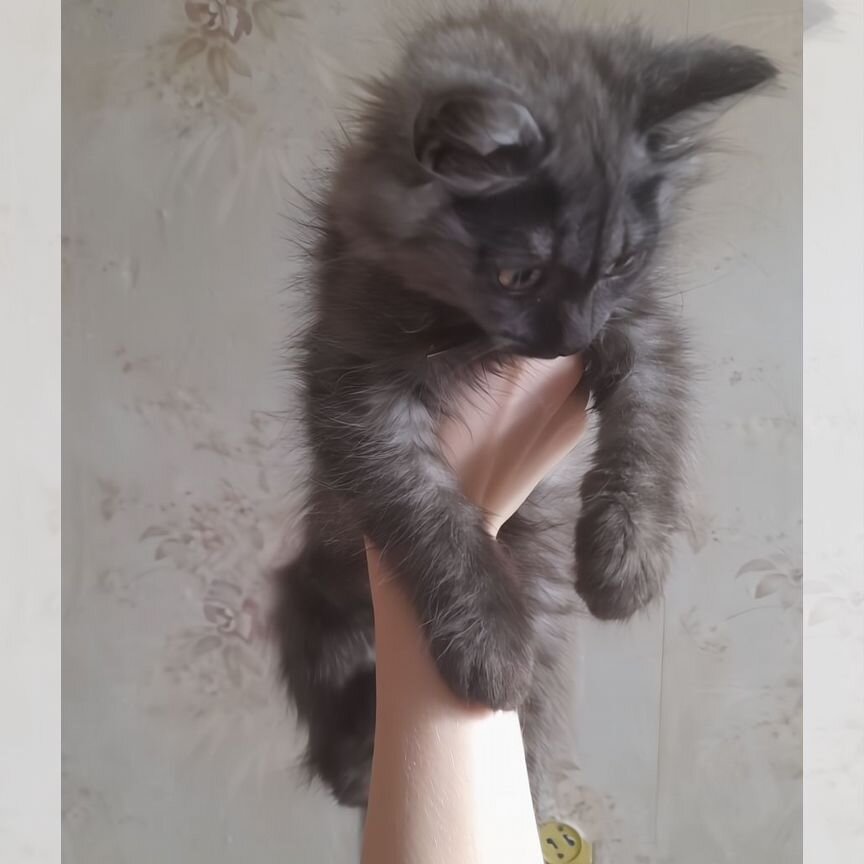 Мейн-кун котёнок