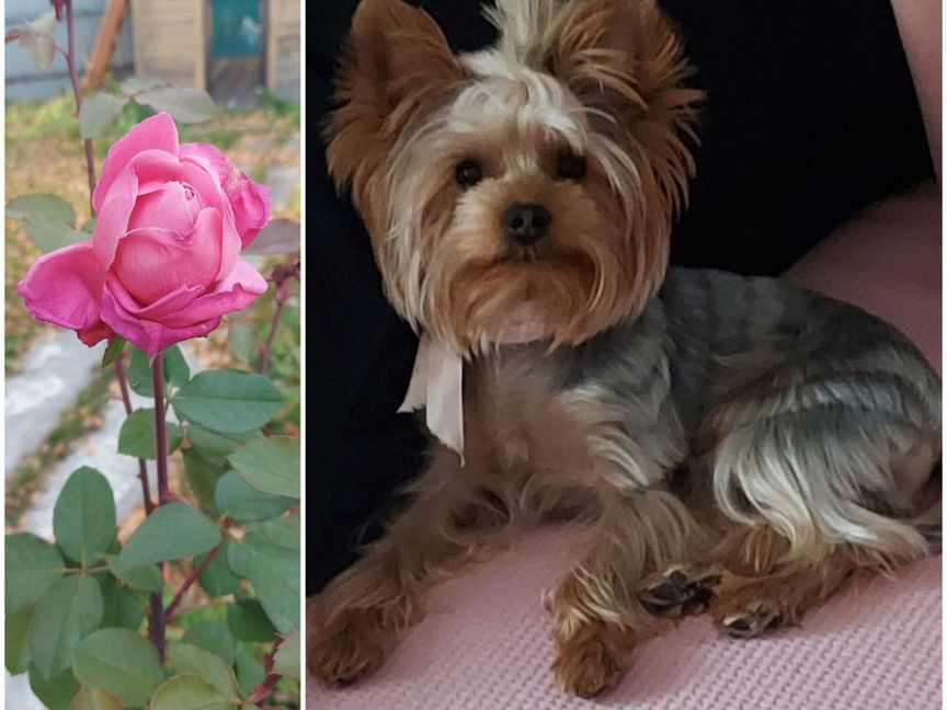 Вязка. Йоркширский терьер. Ищем невесту