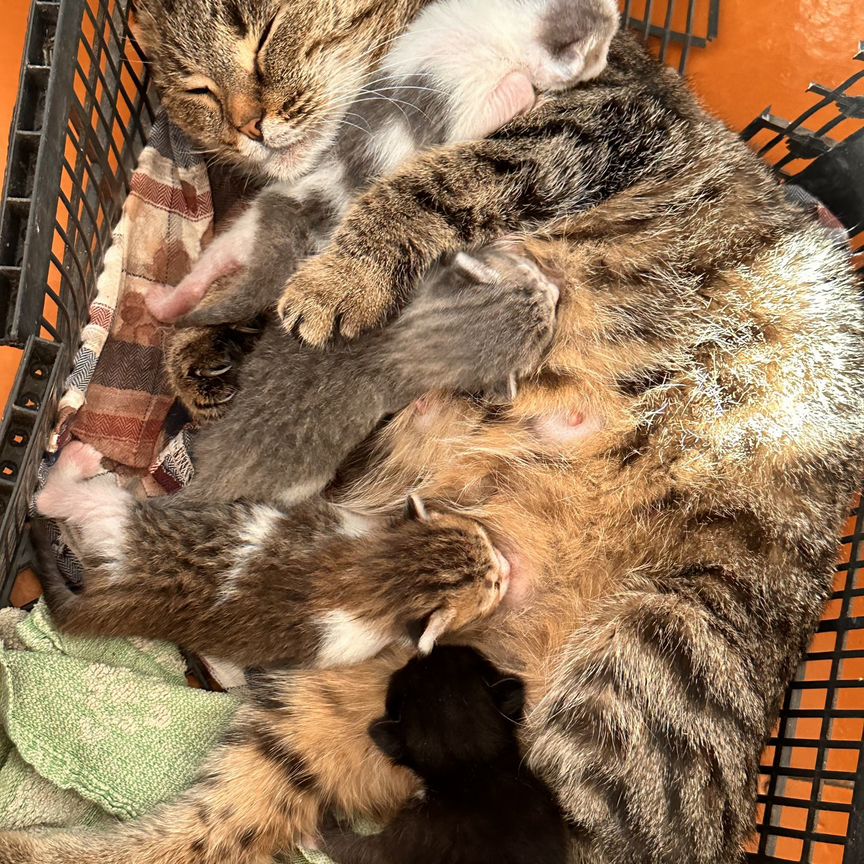 Котята, Нурлат