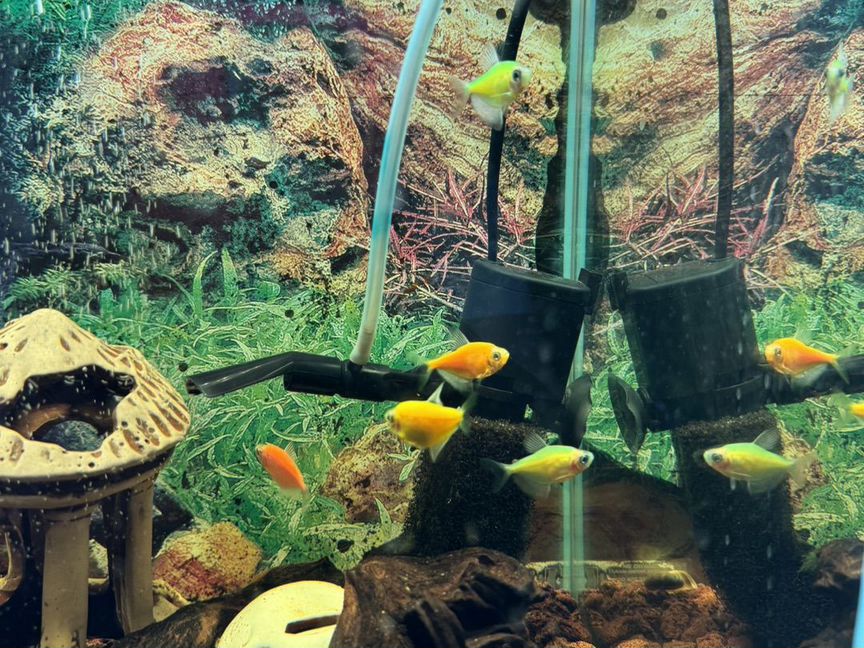 Аквариумные рыбки