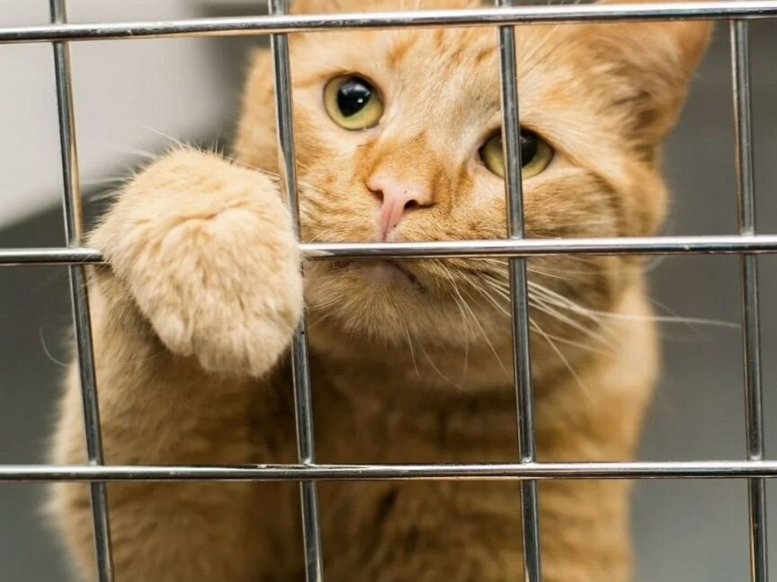 Приютские кошки